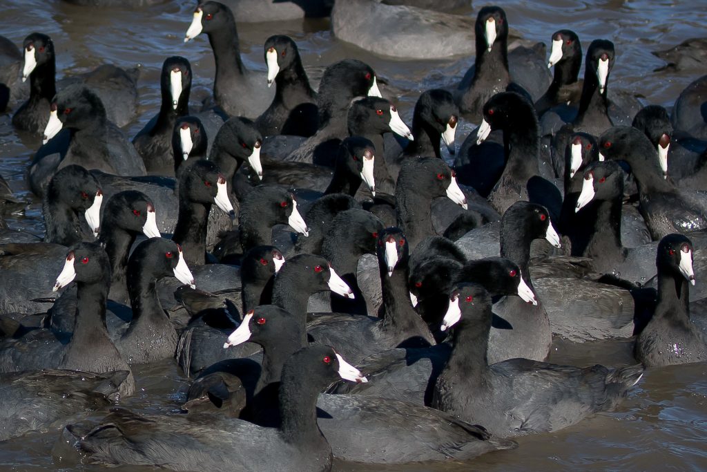 Join Our Science Committee - Birds Connect Seattle