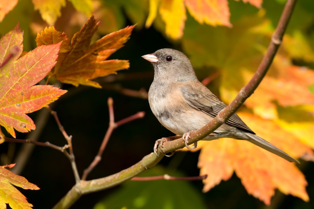 Introducing Bird-safe Cities - Birds Connect Seattle