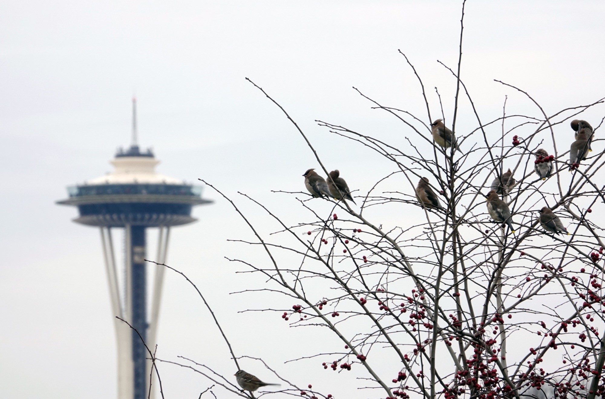 Christmas Bird Count - Birds Connect Seattle