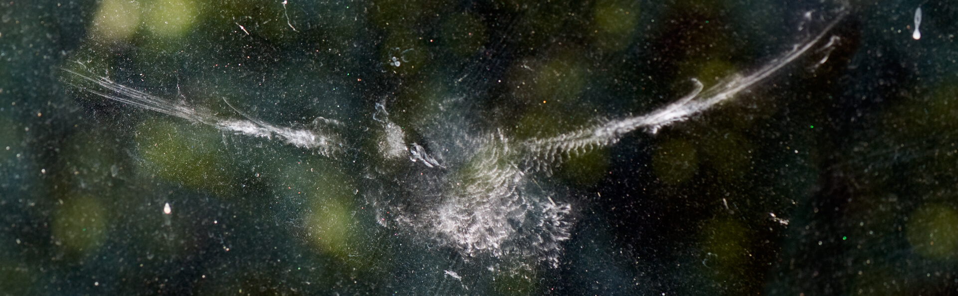 Seattle Bird Collision Monitoring Project - Birds Connect Seattle