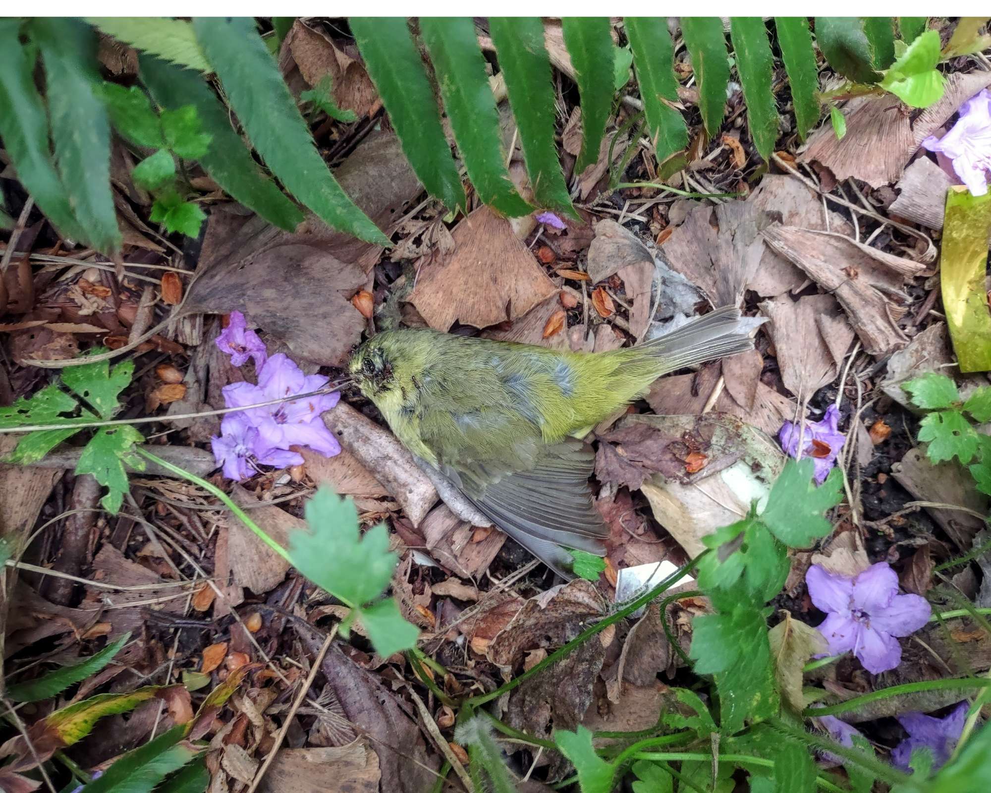 What we've learned from the Seattle Bird Collision Monitoring Project ...
