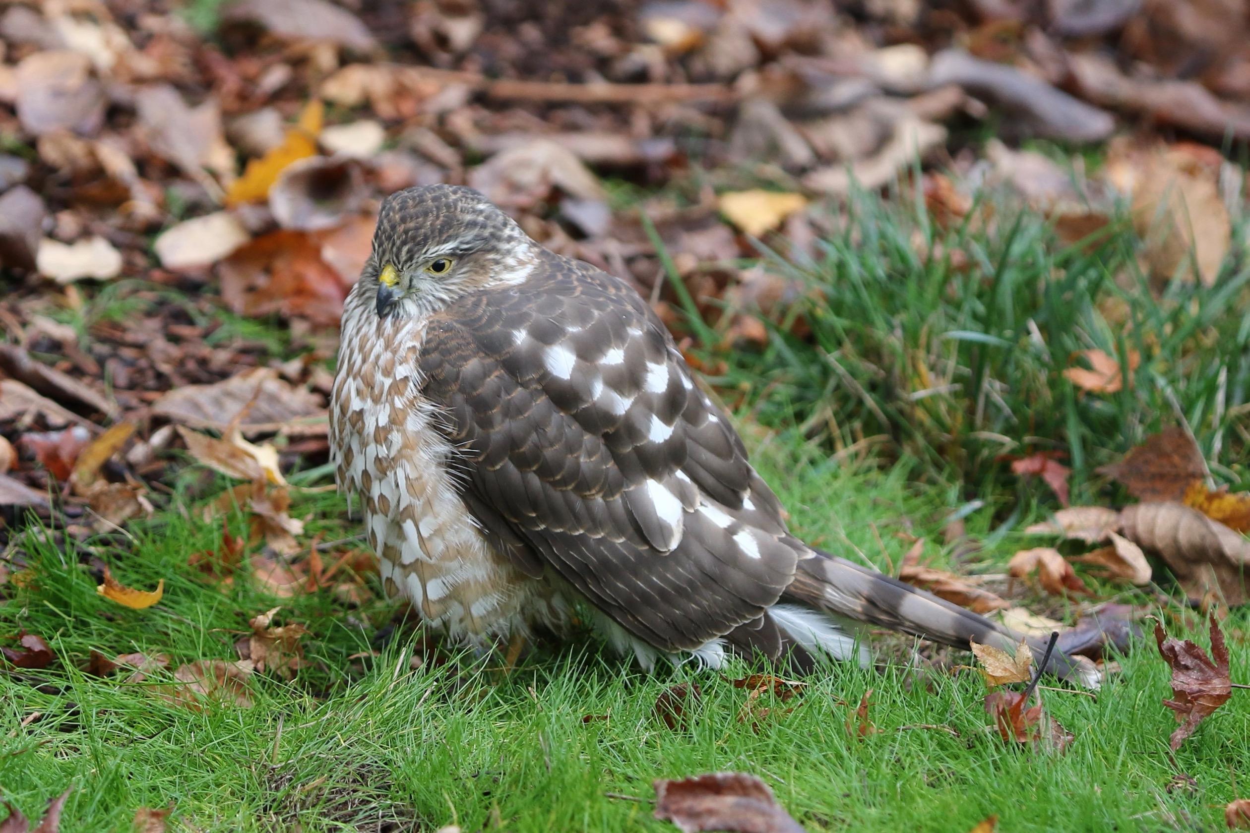 A Second Chance For A Sharp-shinned Hawk - Birds Connect Seattle