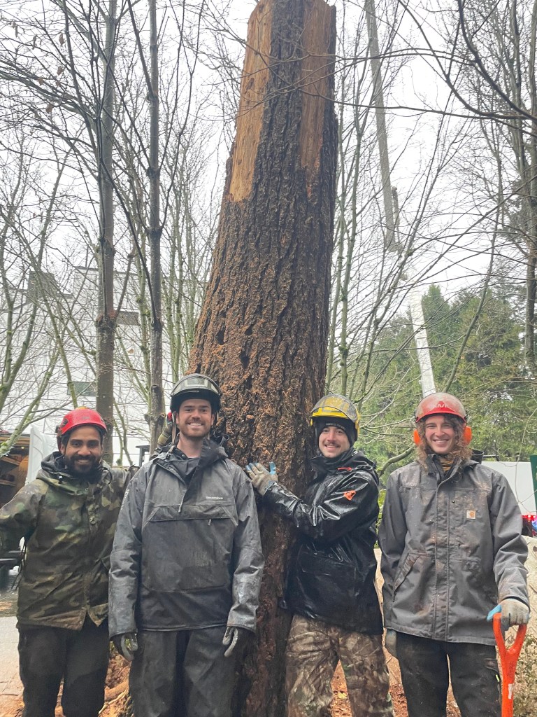 The Bart Simpson Treatment for the Snag - Birds Connect Seattle