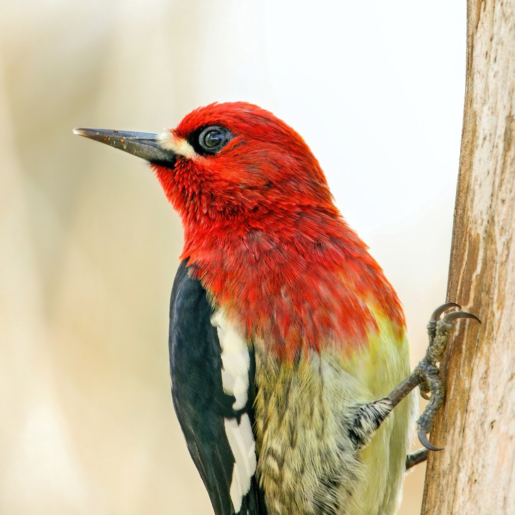 Knock, Knock. Who's There? - Birds Connect Seattle