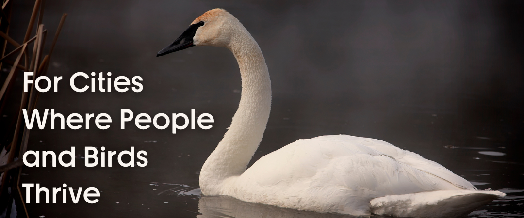 Birds of Washington State - Birds Connect Seattle