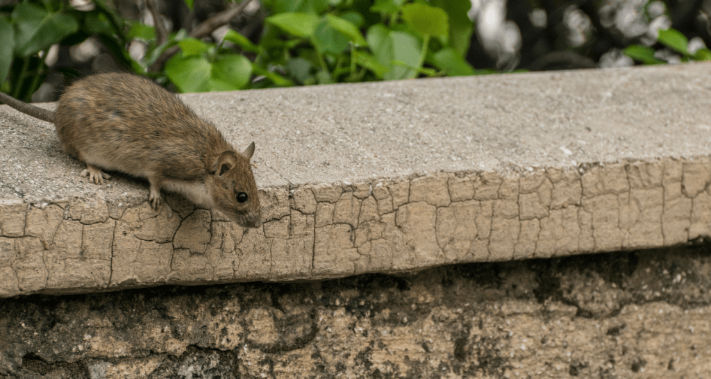 Rodent Control Re-imaged: Forty Local Parks Adopt Bird-Friendly Method ...
