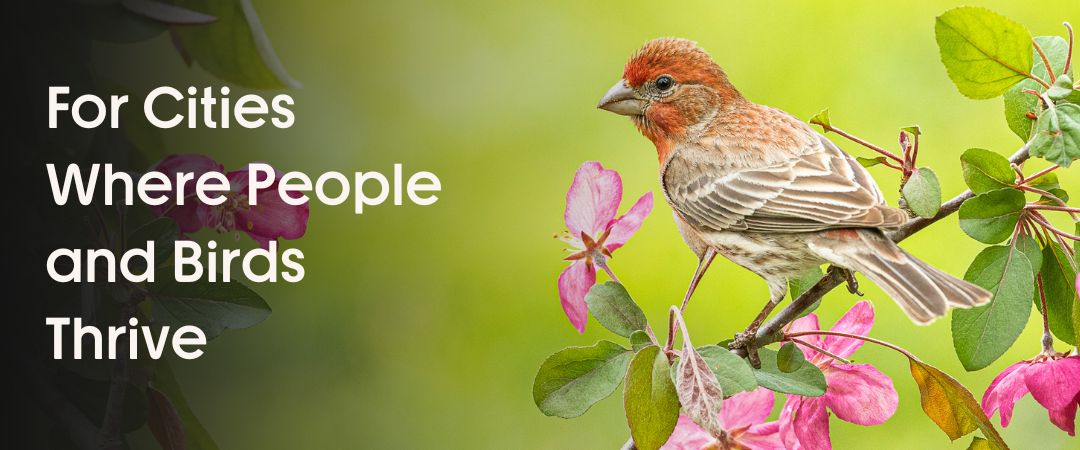 Murder on the Move: UW Bothell Crow Roost Taking Flight - Birds Connect ...
