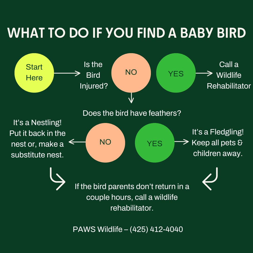 Sick or Injured Birds - Birds Connect Seattle