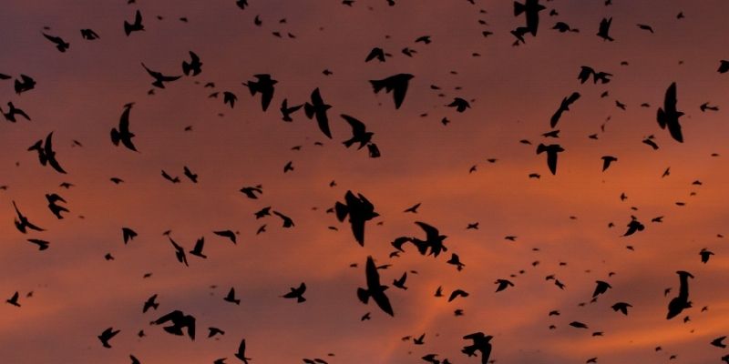 Built to Catch Bugs: Adaptations of Insect-Eating Birds - Birds Connect ...